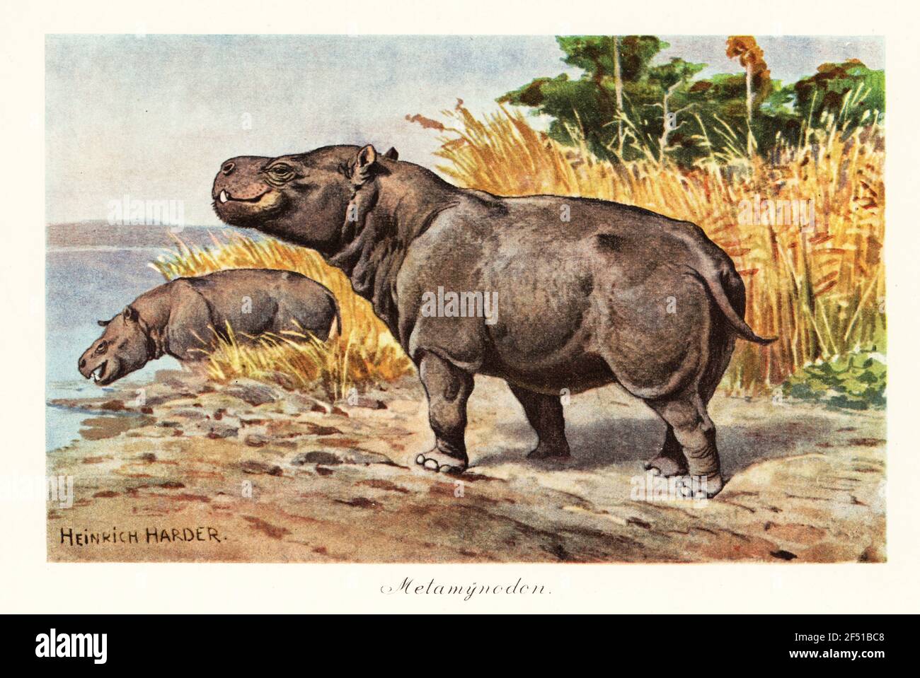 Dinosaur swamp -Fotos und -Bildmaterial in hoher Auflösung – Alamy