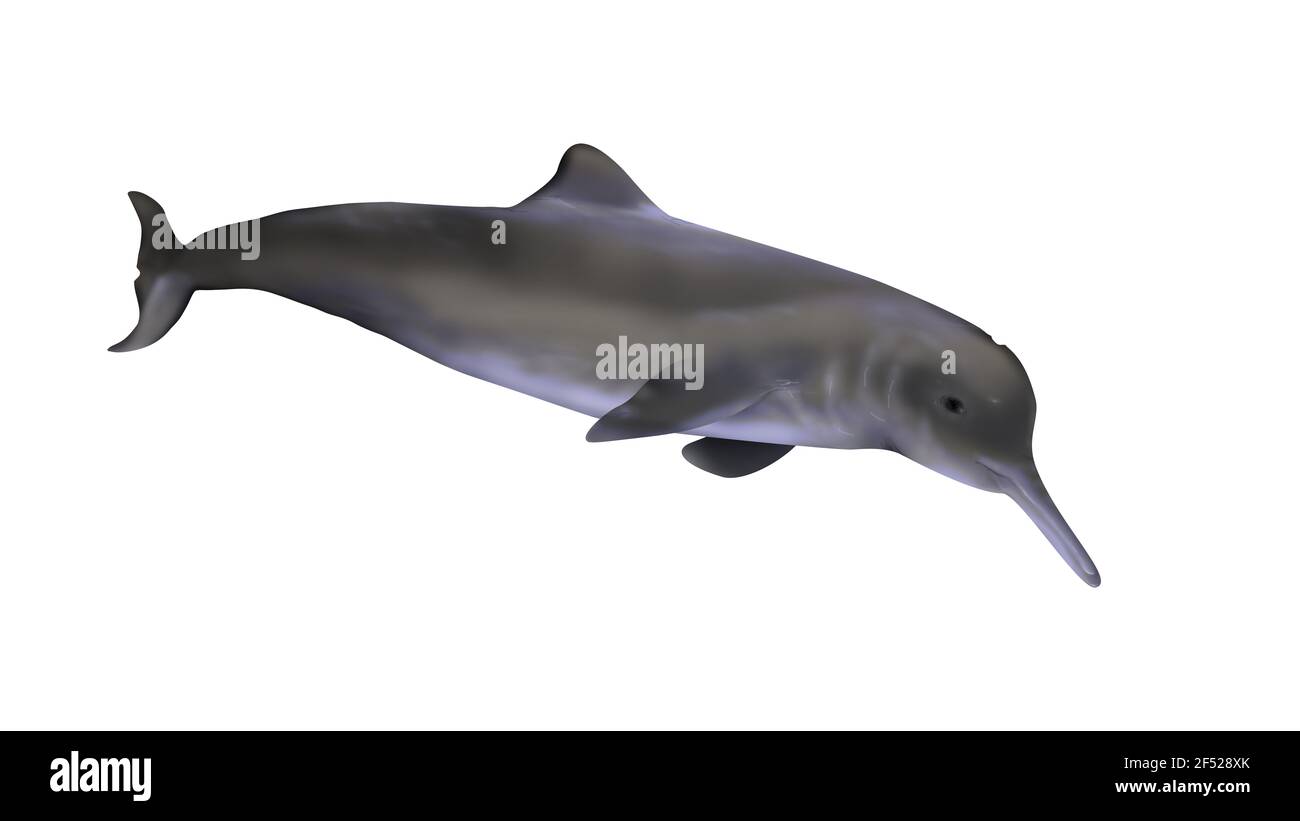 Baiji illustration Ausgeschnittene Stockfotos und -bilder - Alamy