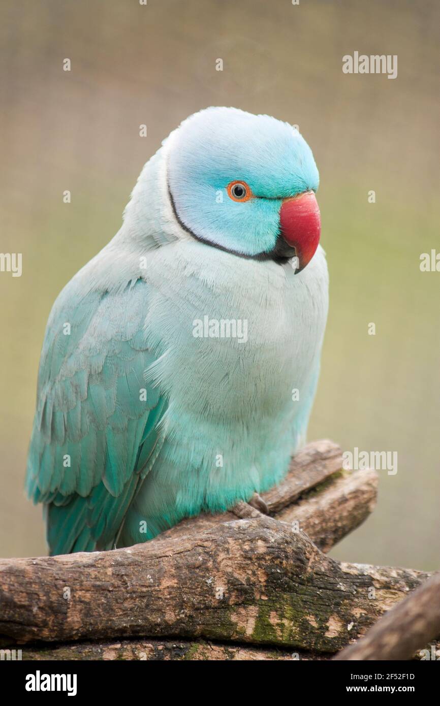 Blauer indischer ring necked papagei -Fotos und -Bildmaterial in hoher ...
