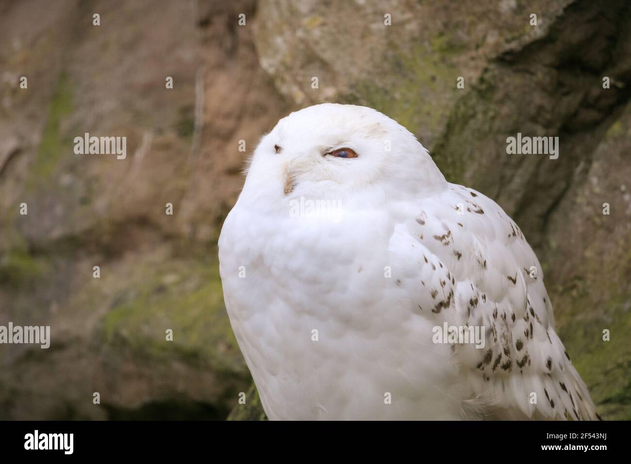 Great white owl -Fotos und -Bildmaterial in hoher Auflösung – Alamy