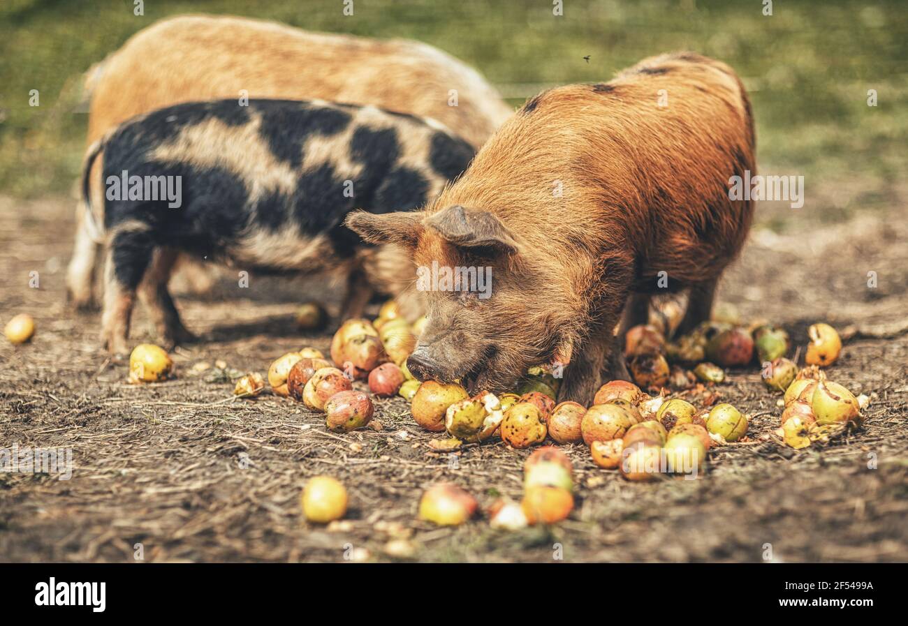 Kune kune ferkel -Fotos und -Bildmaterial in hoher Auflösung – Alamy