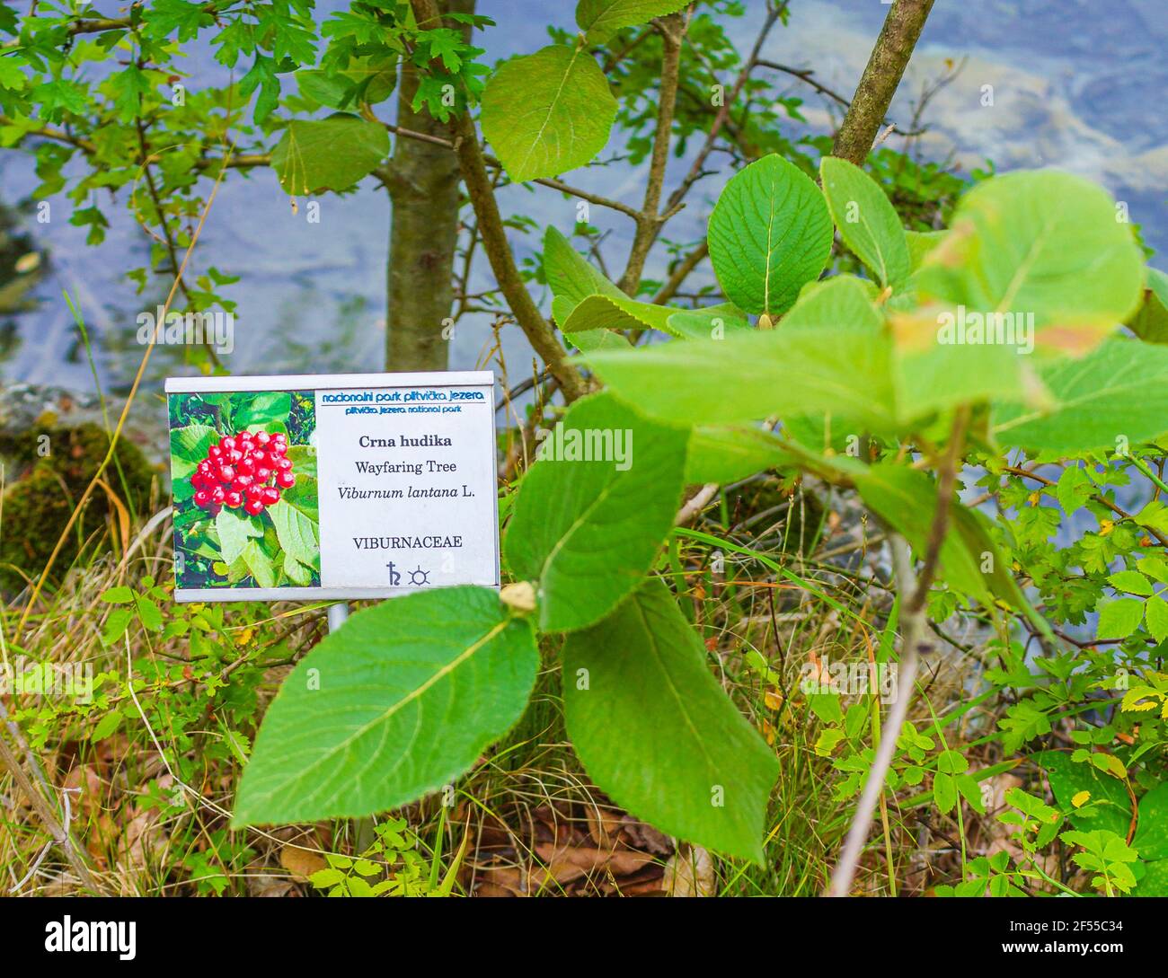 Wanderbaum Viburnum lantana L Plitvicer Seen Nationalpark Landschaft in ...