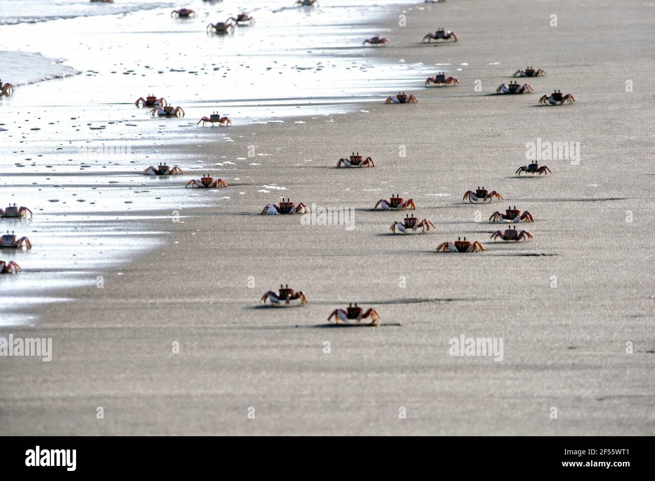 Krebse am strand -Fotos und -Bildmaterial in hoher Auflösung – Alamy