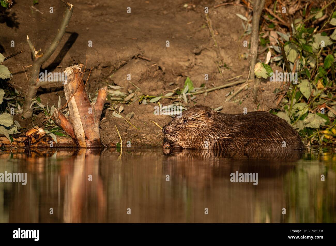 Biber arbeiten in der natur -Fotos und -Bildmaterial in hoher Auflösung ...
