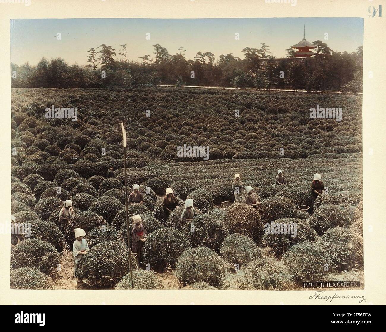 Uji tea -Fotos und -Bildmaterial in hoher Auflösung – Alamy