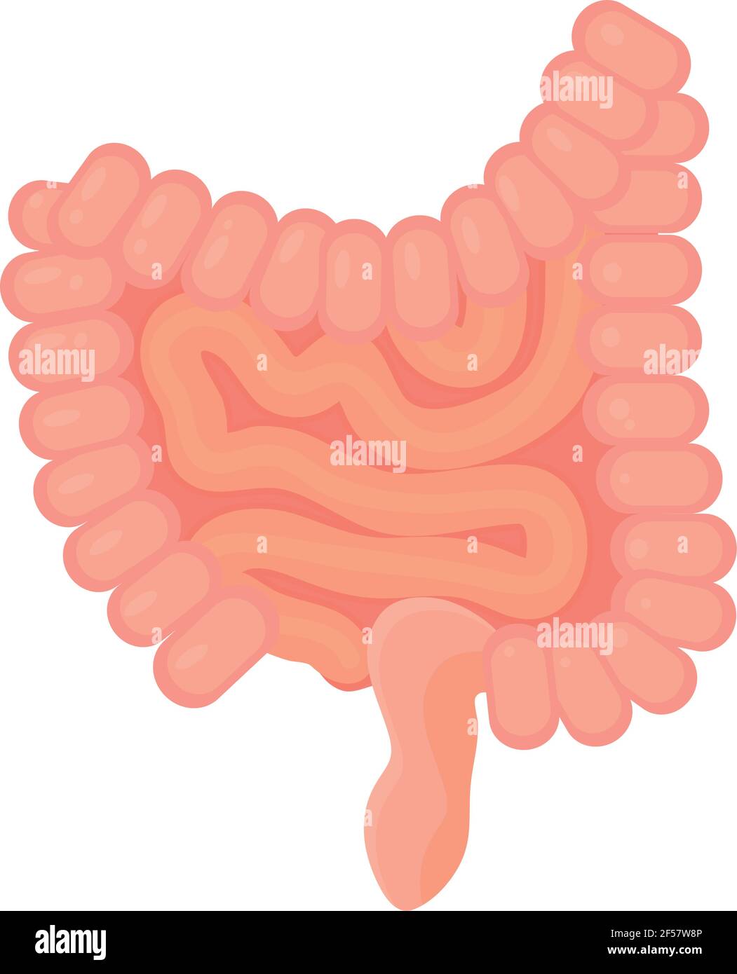 Intestines Human Organ Stockfotos und -bilder Kaufen - Alamy