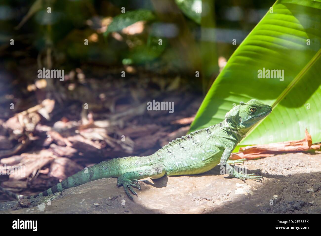 Nahaufnahme des Basilisken mit doppelter Haubenschürte. Es ist eine der ...