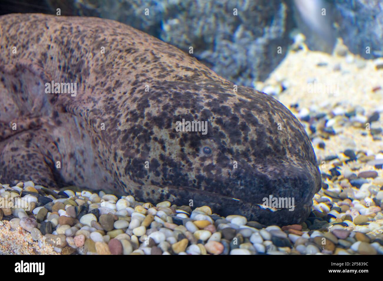 Der chinesische Riesensalamander (Andrias davidianus) ist einer der ...