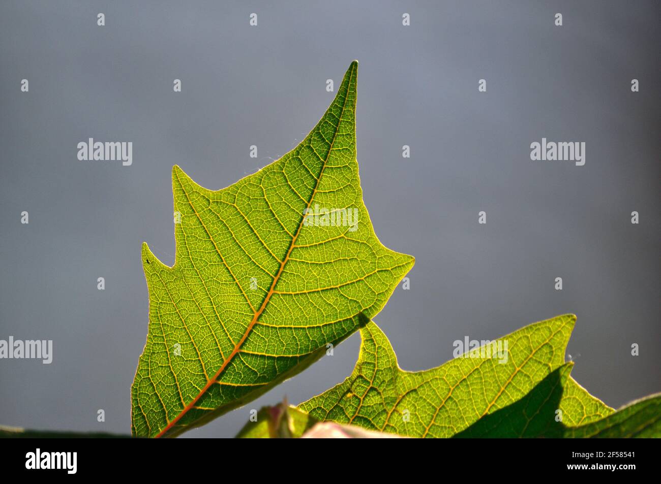 Kirschbaum Blatt Stockfotos und -bilder Kaufen - Alamy