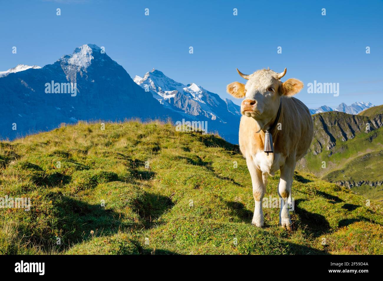 Geographie / Reisen, Schweiz, Kuh vor Eiger und Jungfrau, Berner ...
