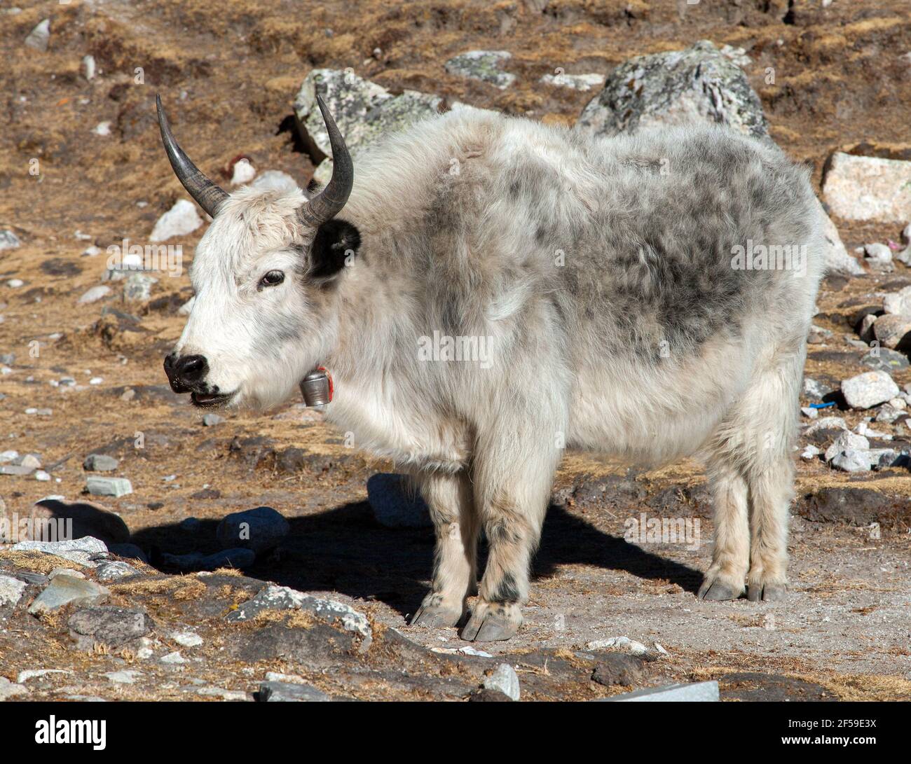 Tibetan yak farm -Fotos und -Bildmaterial in hoher Auflösung - Seite 2 ...