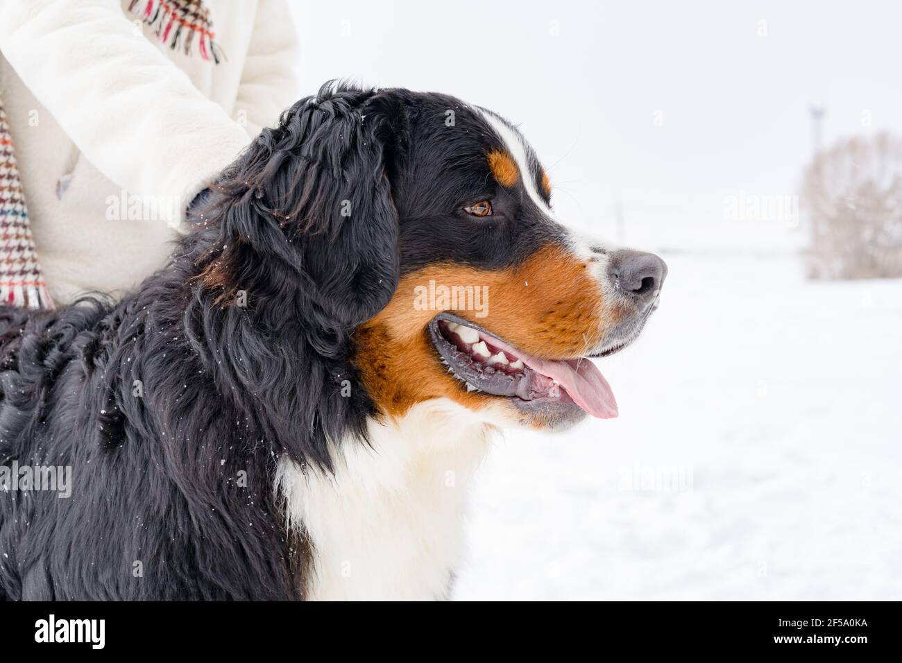 Hund vom besitzer halten -Fotos und -Bildmaterial in hoher Auflösung ...