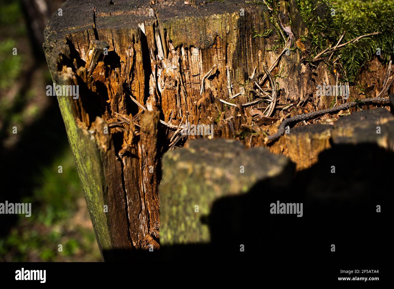 Schiefer und moosiger baum -Fotos und -Bildmaterial in hoher Auflösung ...