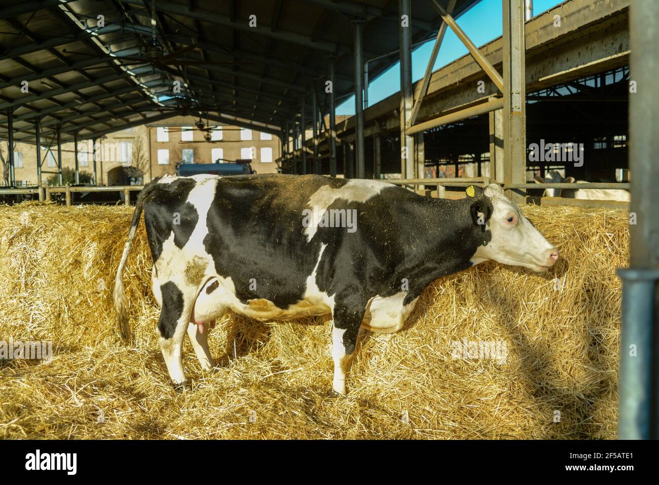 Cattle Birth Of Calf Stockfotos und -bilder Kaufen - Alamy
