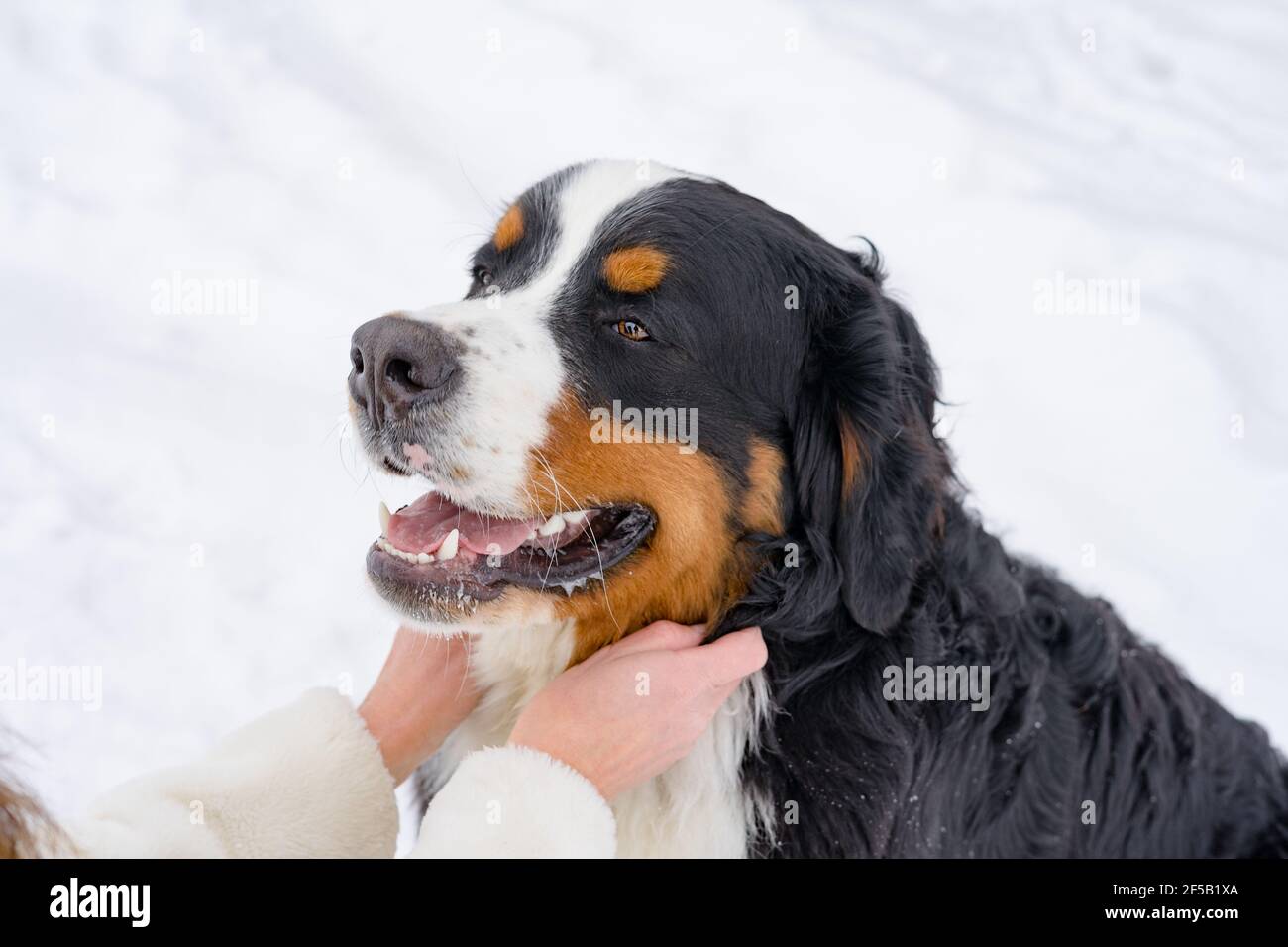 Hund vom besitzer halten -Fotos und -Bildmaterial in hoher Auflösung ...