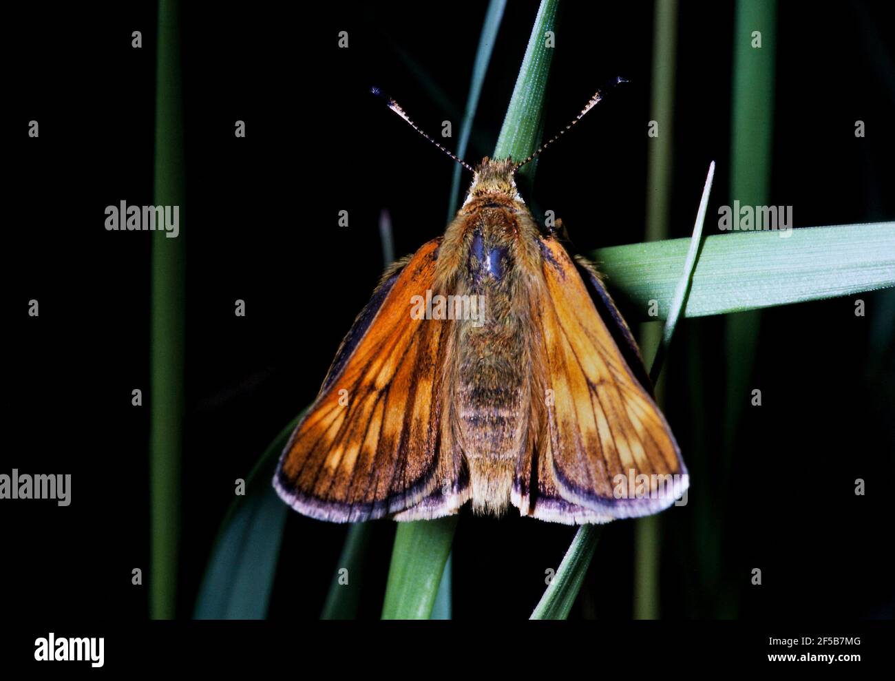 Motten angezogen -Fotos und -Bildmaterial in hoher Auflösung – Alamy