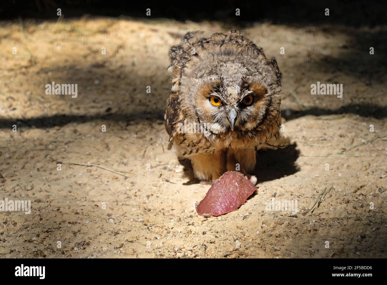 Eule auf dem Sand mit einem Stück Fleisch. Die Eule im Park wird ...