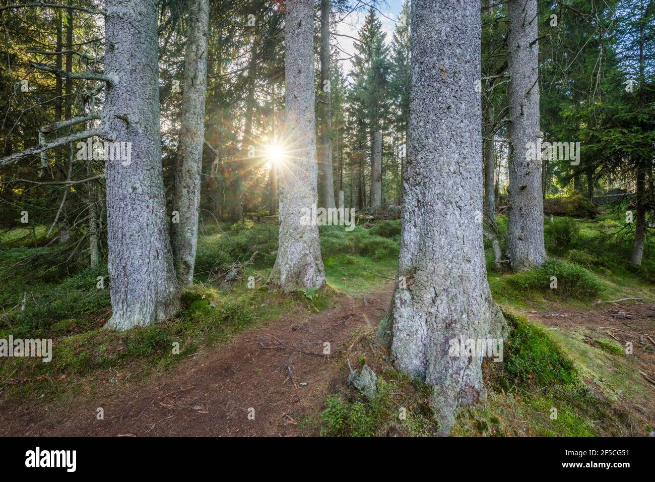 Der harz nationalpark -Fotos und -Bildmaterial in hoher Auflösung – Alamy