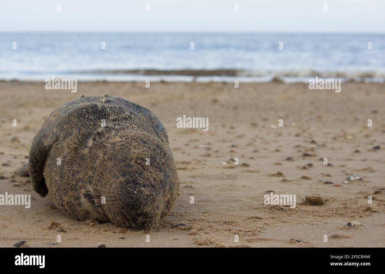 Baby seals -Fotos und -Bildmaterial in hoher Auflösung – Alamy