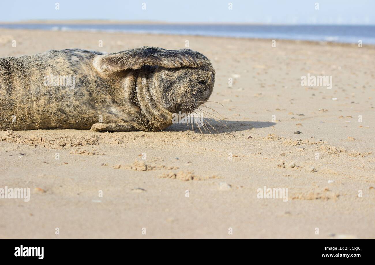 Baby seals -Fotos und -Bildmaterial in hoher Auflösung – Alamy