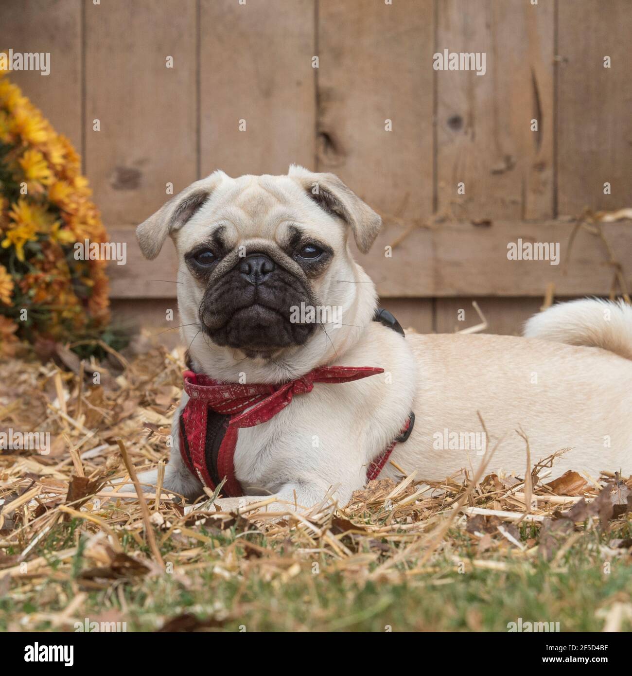 Mops, der herein zur kamera schaut -Fotos und -Bildmaterial in hoher ...