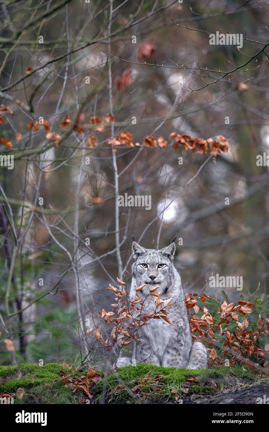 Luchs pelz mantel -Fotos und -Bildmaterial in hoher Auflösung – Alamy