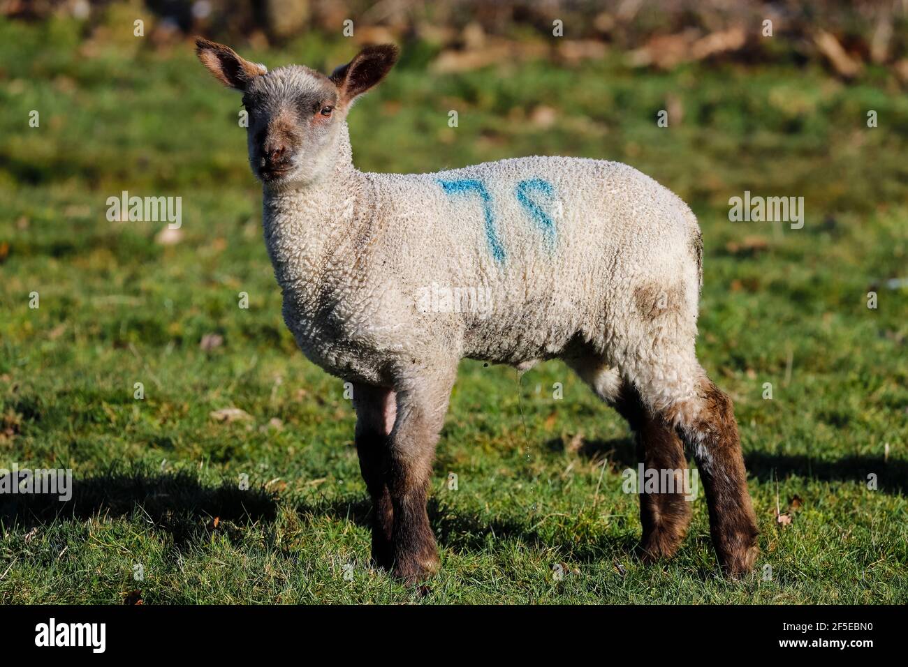 Suffolk Sheep Breed Stockfotos und -bilder Kaufen - Alamy