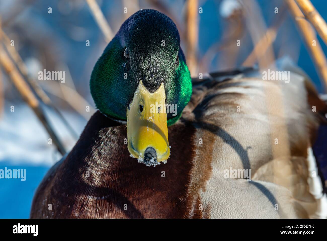 Enten erpel -Fotos und -Bildmaterial in hoher Auflösung – Alamy