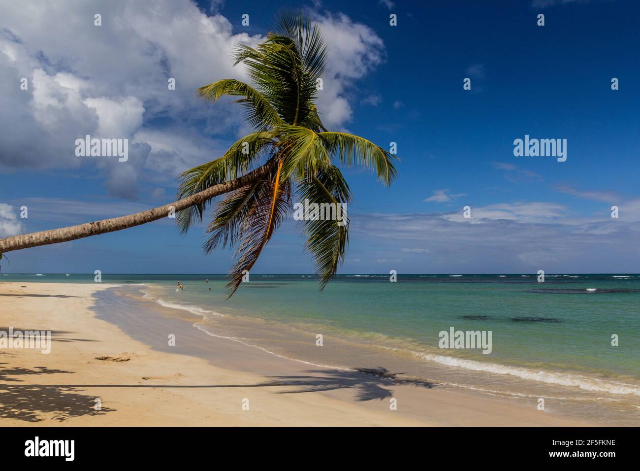 Palme an einem strand -Fotos und -Bildmaterial in hoher Auflösung – Alamy