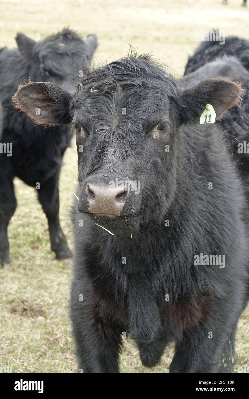 Schwarze angus rinder hautnah -Fotos und -Bildmaterial in hoher ...
