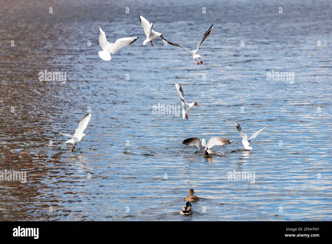 Der Kampf der Möwen auf dem Wasser um eine Kruste Brot. Enten und Möwen ...