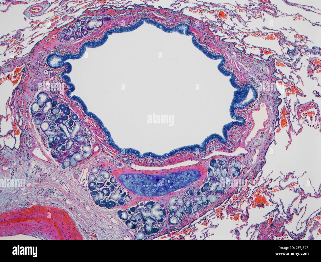 Menschliche lungenanatomie und histologie -Fotos und -Bildmaterial in ...