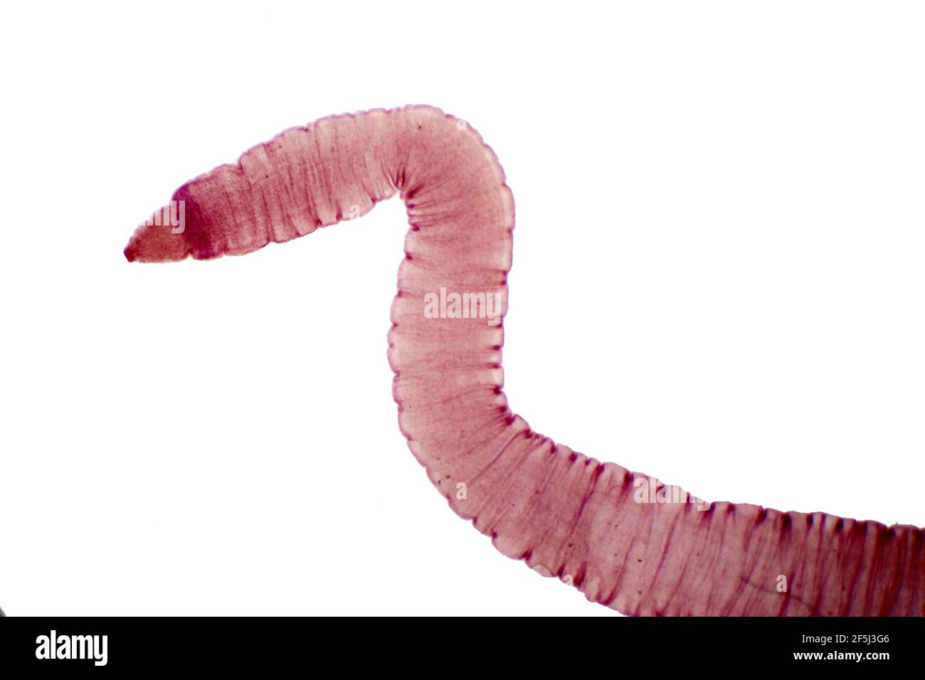 Parasitärer wurmbandwurm -Fotos und -Bildmaterial in hoher Auflösung ...