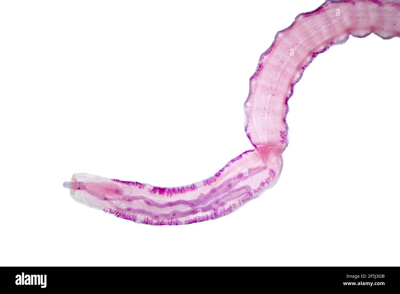 Bandwurm, leichte Mikrograph Stockfotografie - Alamy