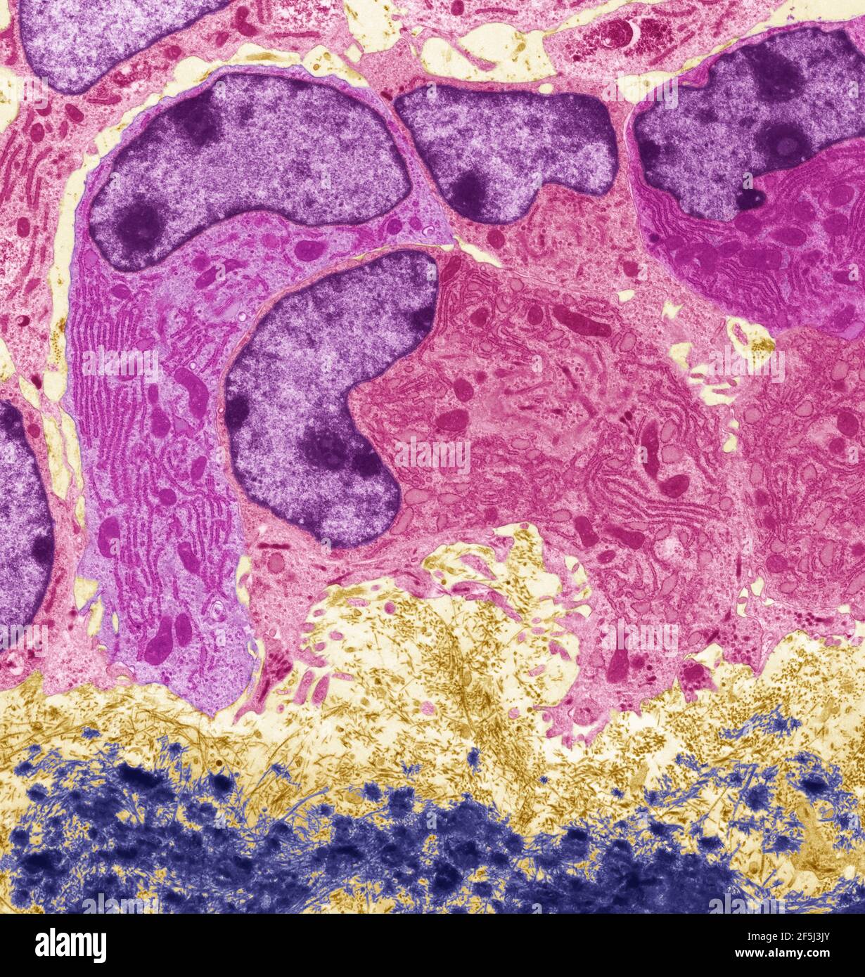 Biology tem -Fotos und -Bildmaterial in hoher Auflösung – Alamy