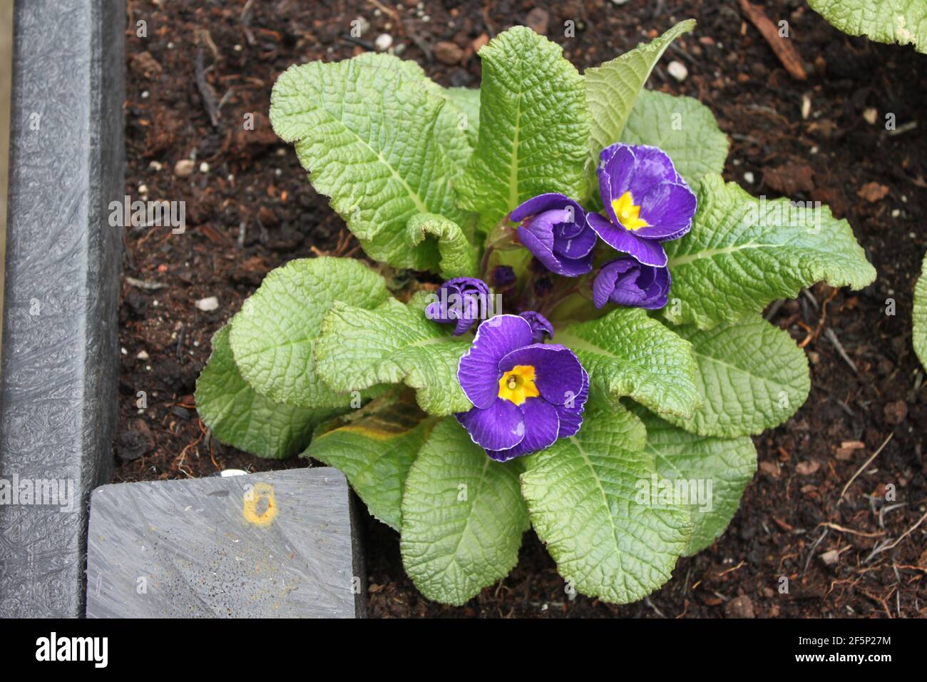 Primeln, die sich im sonnenschein aalen -Fotos und -Bildmaterial in ...