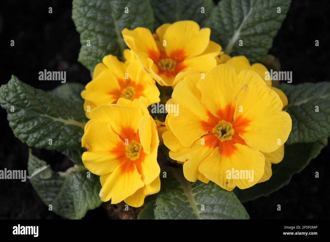 Bunte wilde blumen in leuchtenden farben -Fotos und -Bildmaterial in ...