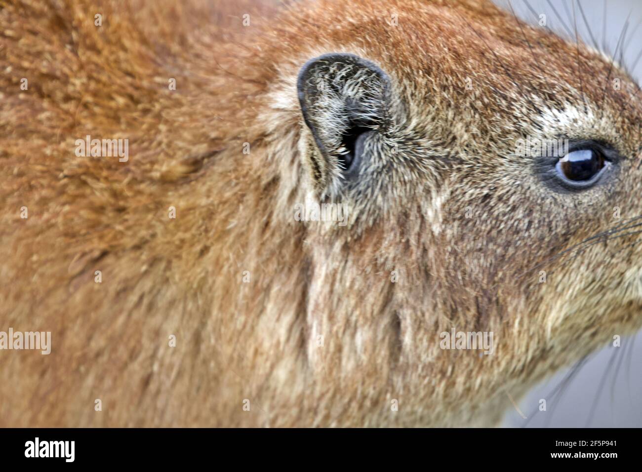 Cape murmeltier -Fotos und -Bildmaterial in hoher Auflösung – Alamy