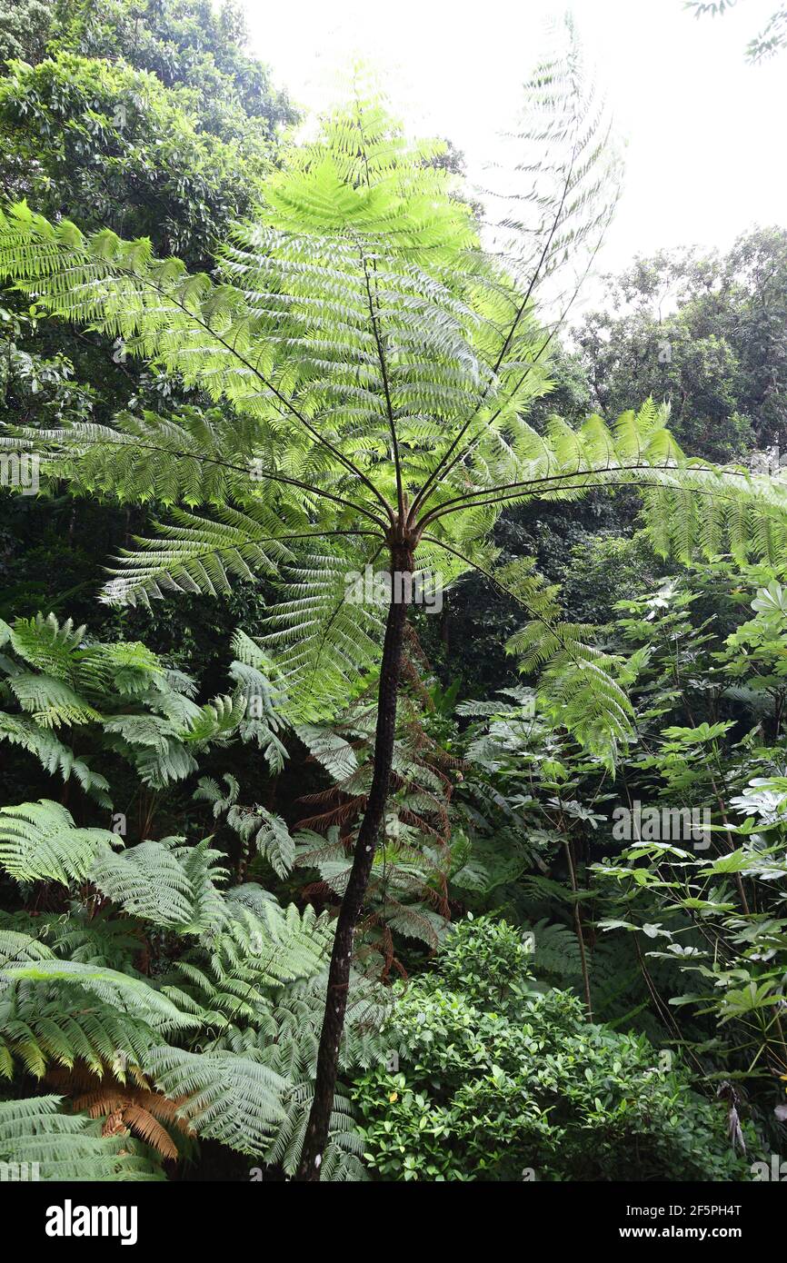 Farn im babonneau regenwald st lucia -Fotos und -Bildmaterial in hoher ...