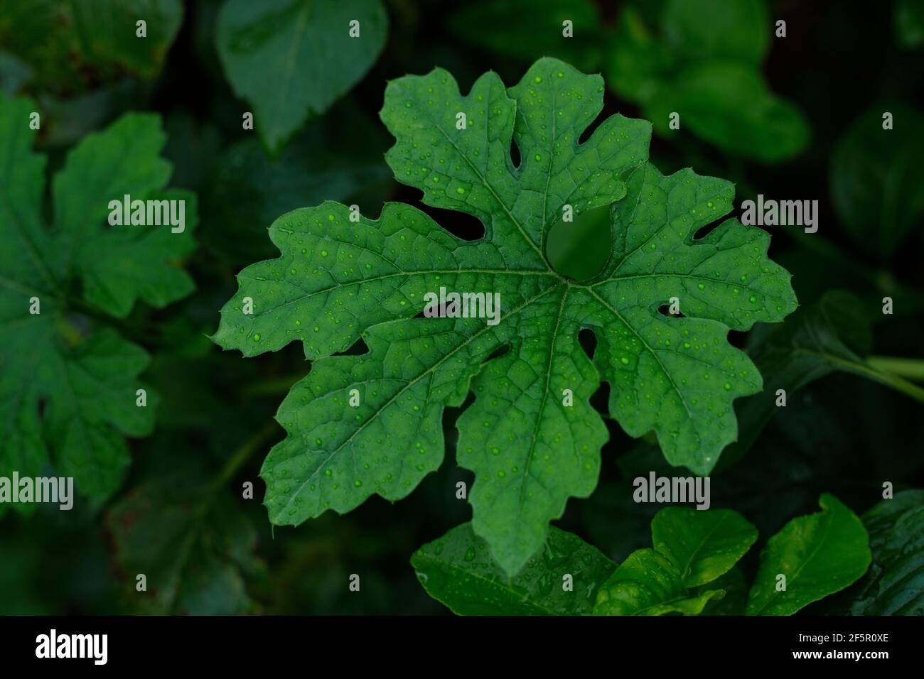 Bittere melonenpflanze -Fotos und -Bildmaterial in hoher Auflösung – Alamy