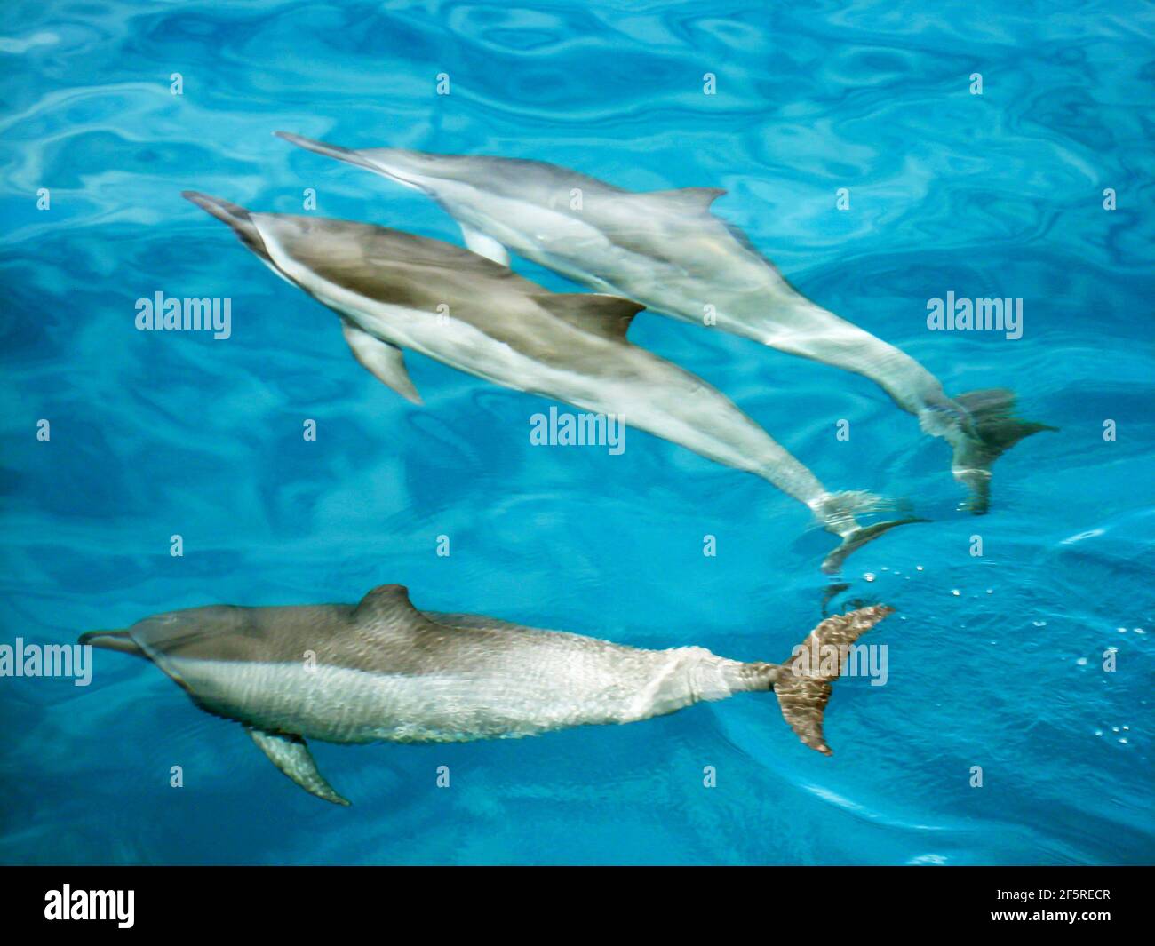 Wilde delfine hawaii -Fotos und -Bildmaterial in hoher Auflösung – Alamy