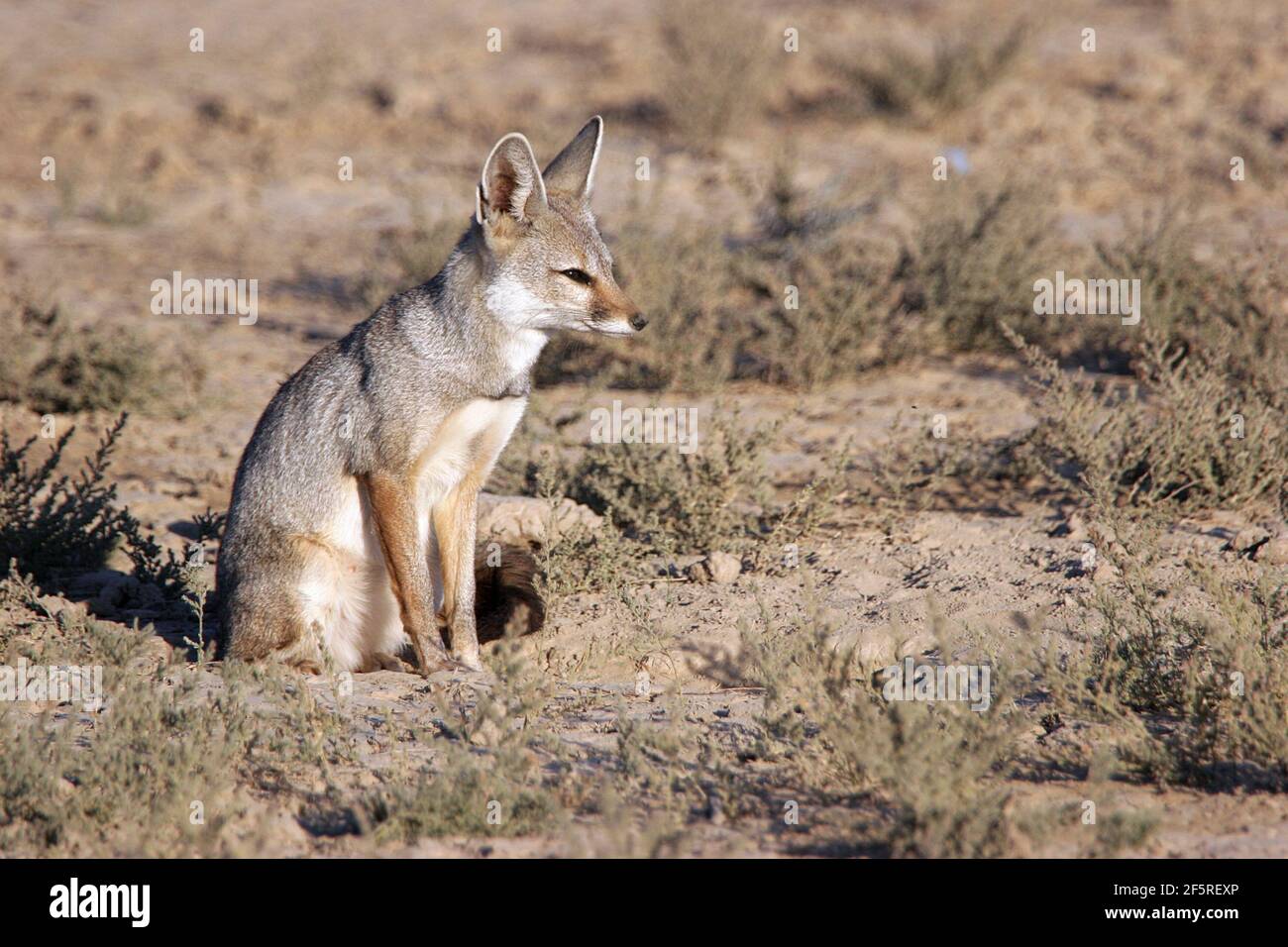 Indian fox bengal fox -Fotos und -Bildmaterial in hoher Auflösung – Alamy
