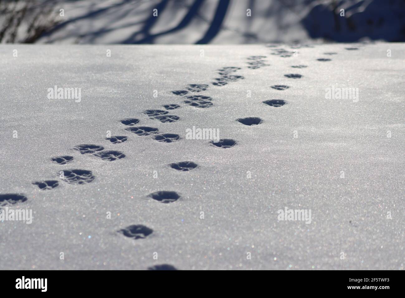 Fuchsspuren im schnee -Fotos und -Bildmaterial in hoher Auflösung – Alamy