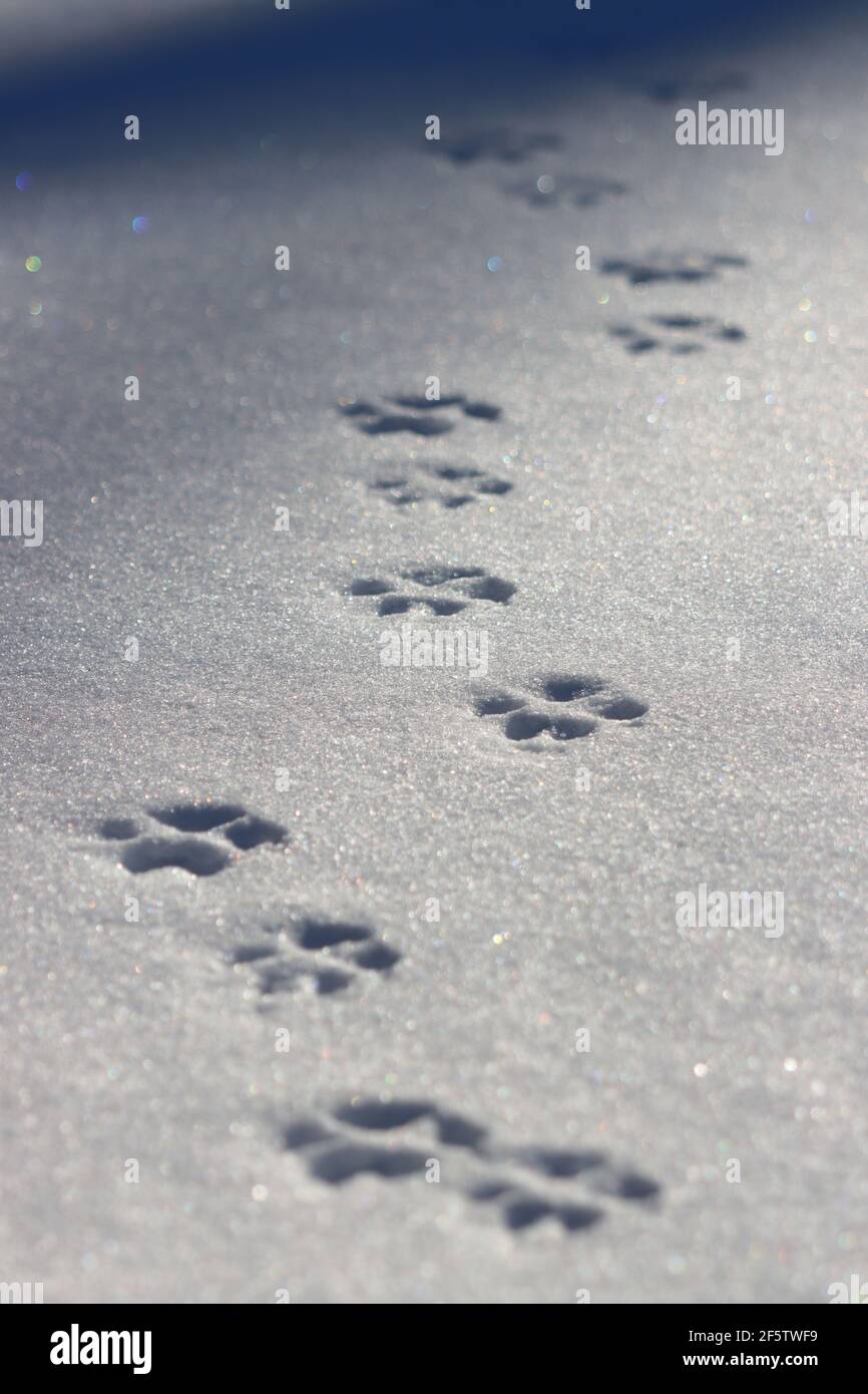 Rotfuchs Spuren im Schnee Stockfotografie - Alamy