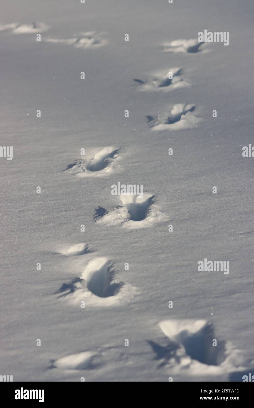 Footprints deer -Fotos und -Bildmaterial in hoher Auflösung – Alamy