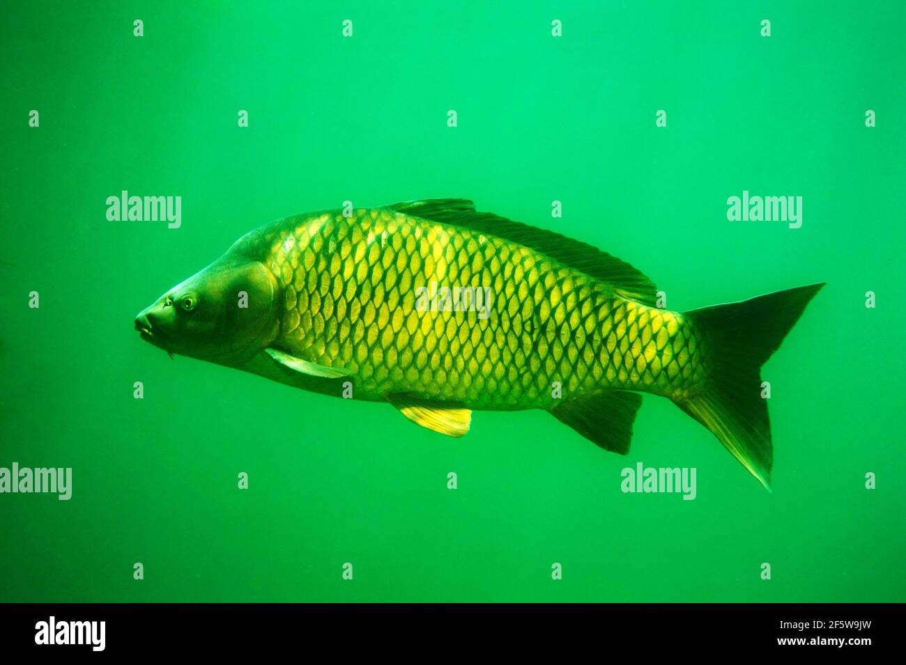 Wilder karpfen -Fotos und -Bildmaterial in hoher Auflösung – Alamy