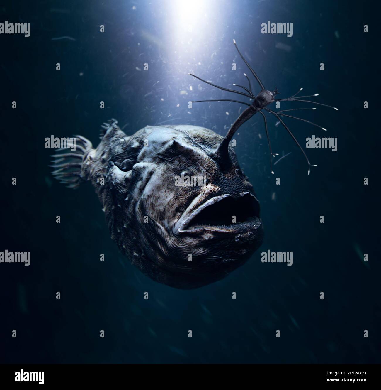 Anglerfish Deep Stockfotos und -bilder Kaufen - Alamy