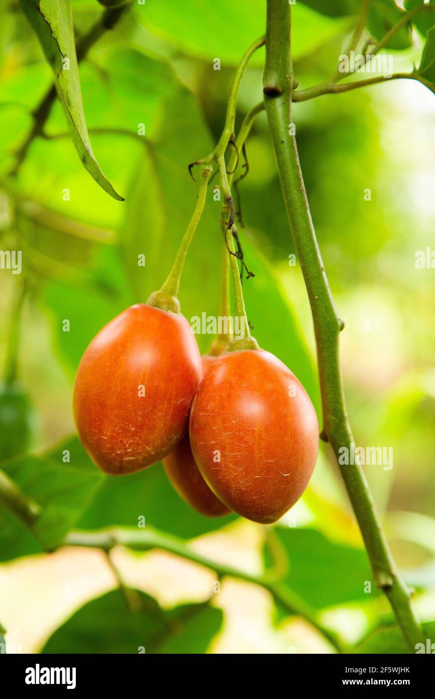 Tamarillo frucht -Fotos und -Bildmaterial in hoher Auflösung – Alamy