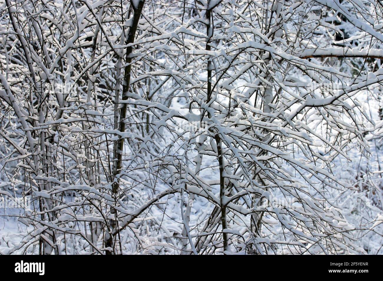 Durchkreuzte frische, schneebedeckte Äste schaffen ein wunderschönes ...