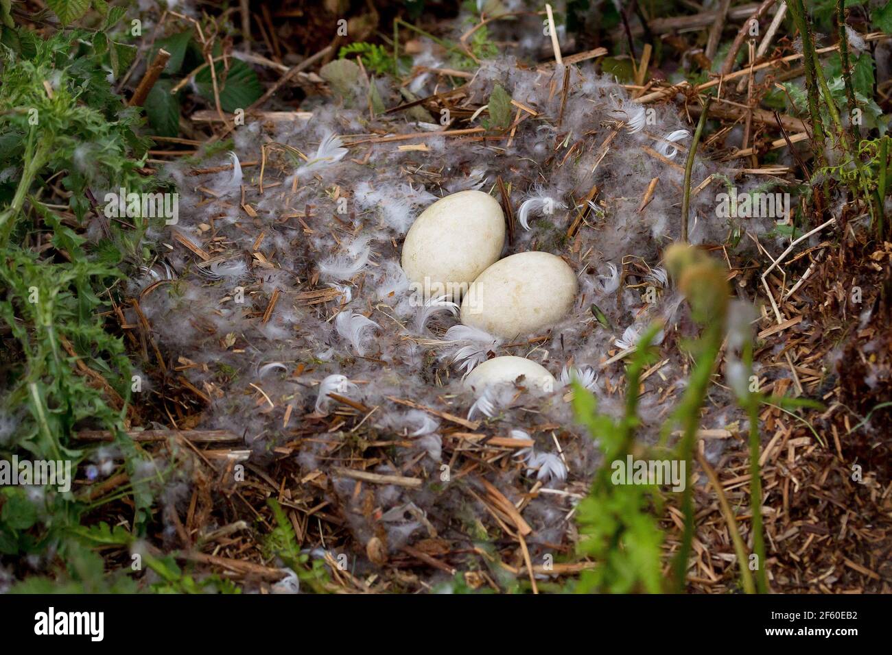 Gänse eier -Fotos und -Bildmaterial in hoher Auflösung – Alamy